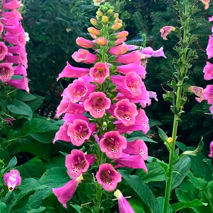 Flowers ua Flowers ua